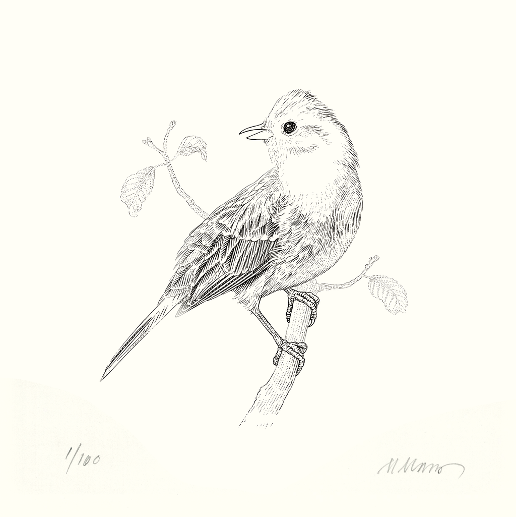 Limited Edition Birdlife Signed Print - Yellowhammer – Jersey Stamps